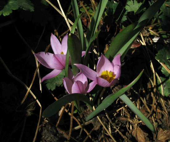 Tulipa humilis | North American Rock Garden Society
