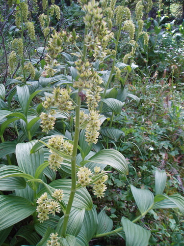 Veratrum viride ssp. eschscholtzii | North American Rock Garden Society