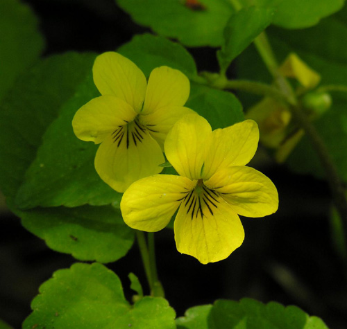 Viola glabella | North American Rock Garden Society