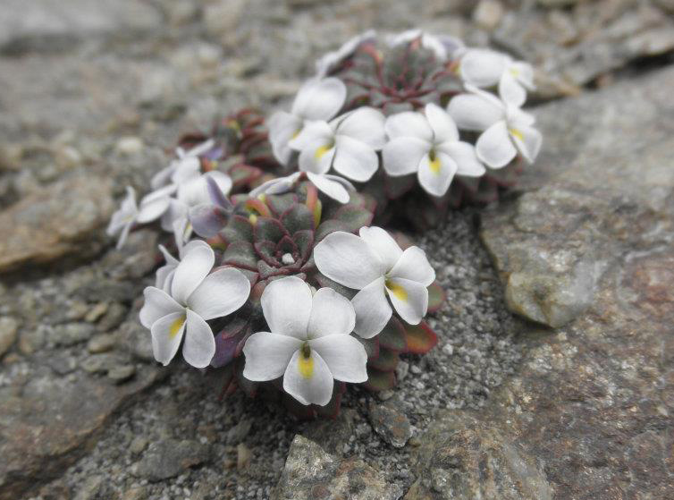 Viola sacculus | North American Rock Garden Society