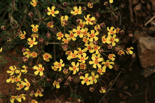 Zaluzianskya rubrostellata | North American Rock Garden Society