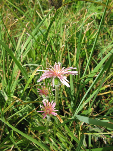 Agoseris aurantiaca | North American Rock Garden Society