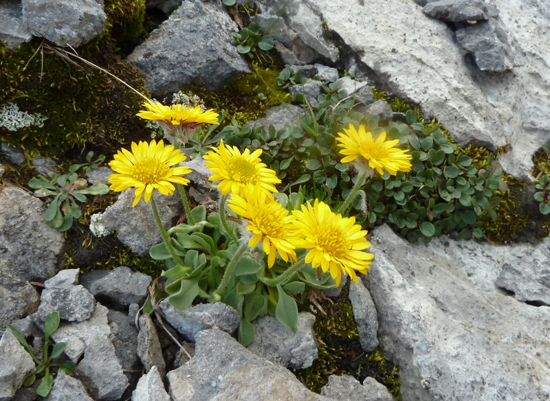 Erigeron aureus | North American Rock Garden Society