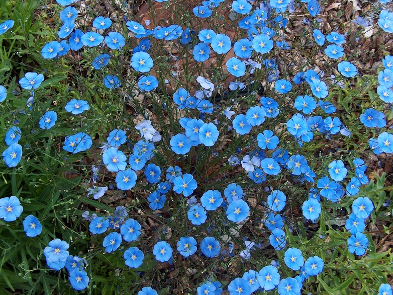 Linum perenne 'Deep Creek Blue' | North American Rock Garden Society