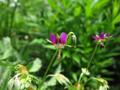 Geranium delavayi | North American Rock Garden Society
