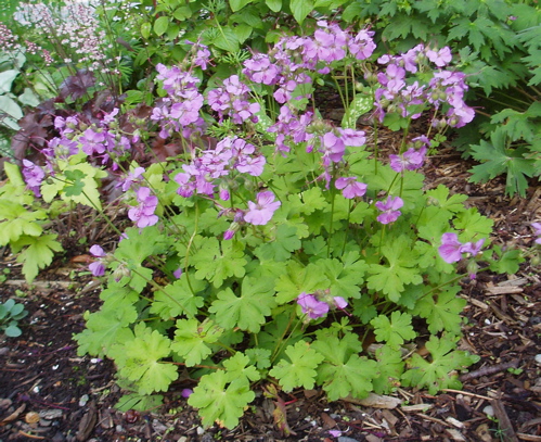 Geranium x cantabrigiense 'Cambridge' | North American Rock Garden Society