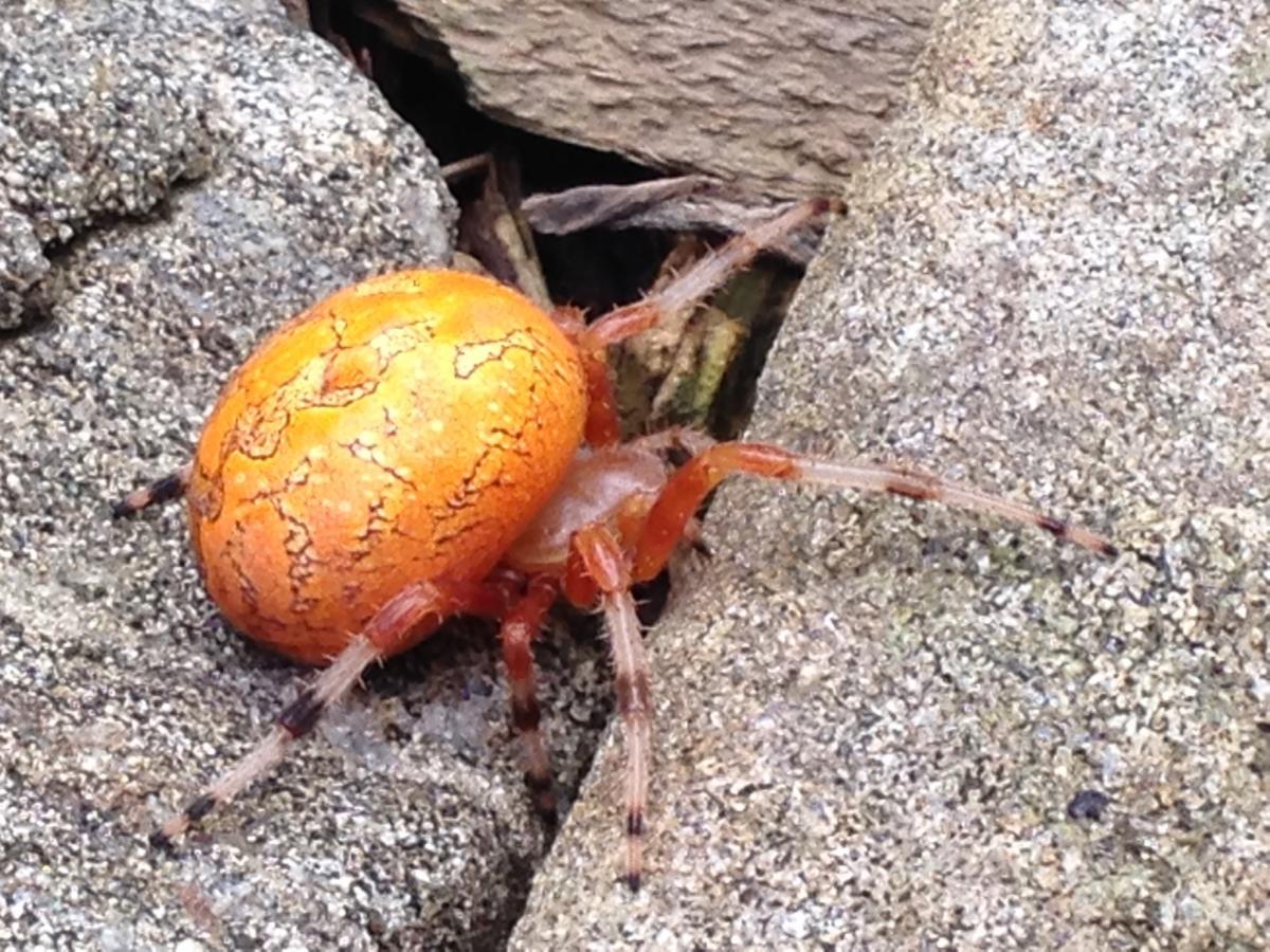 Golden Orb Spider | North American Rock Garden Society