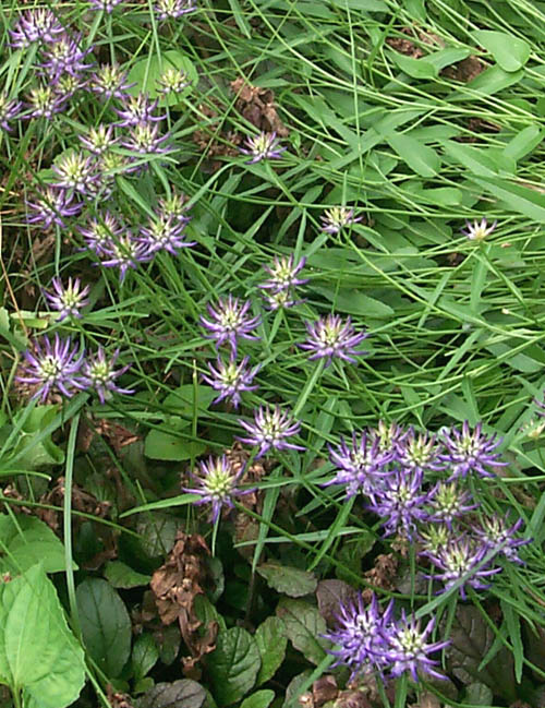 Phyteuma scheuchzeri | North American Rock Garden Society