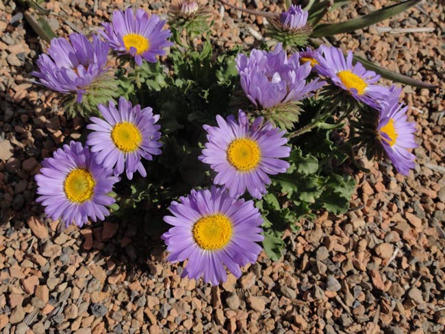 Machaeranthera pettersonii | North American Rock Garden Society