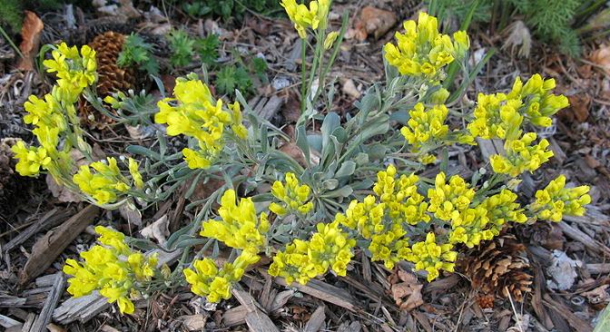 Physaria didymocarpa | North American Rock Garden Society