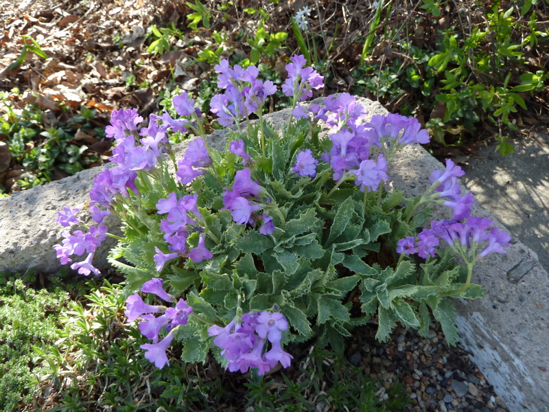 Primula marginata | North American Rock Garden Society