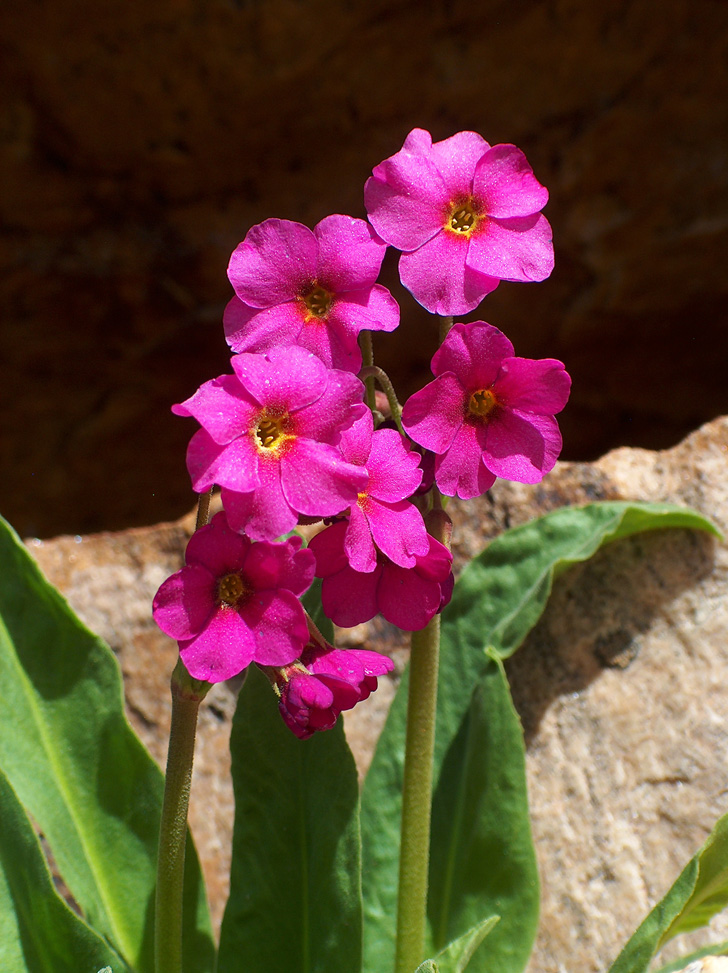 Primula parryi | North American Rock Garden Society