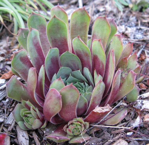 Sempervivum 'Ruby Heart' | North American Rock Garden Society
