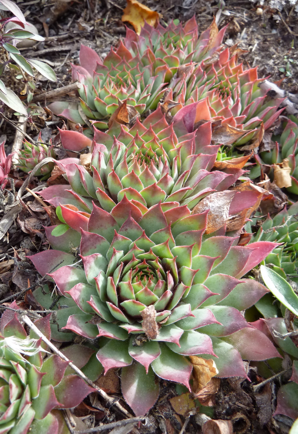 Sempervivum 'Ruby Heart' | North American Rock Garden Society