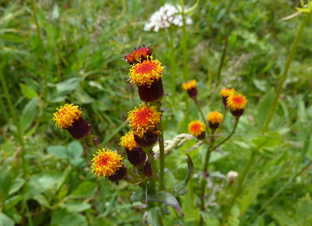 Packera pauciflora | North American Rock Garden Society