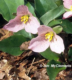 Trillium rivale | North American Rock Garden Society