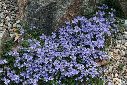 Veronica oltensis | North American Rock Garden Society