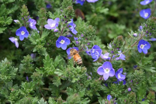 Veronica pectinata | North American Rock Garden Society