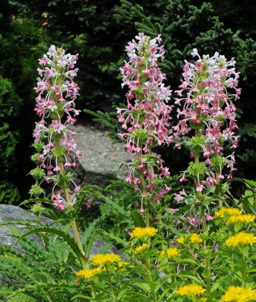 Plant of the Month for October 2016 | North American Rock Garden Society