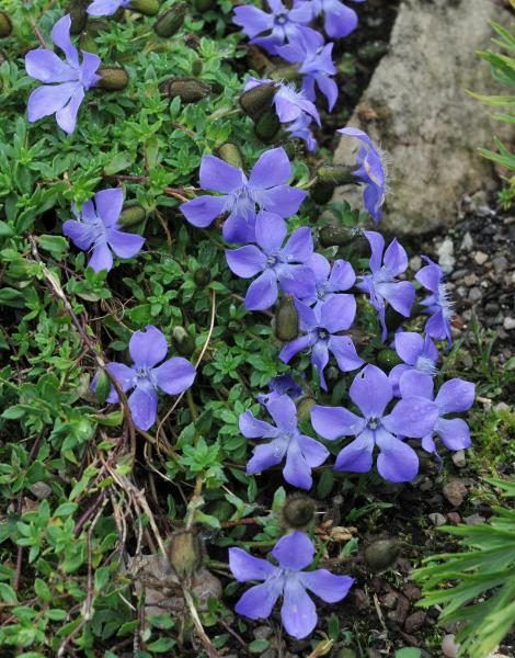Cyananthus lobatus | North American Rock Garden Society