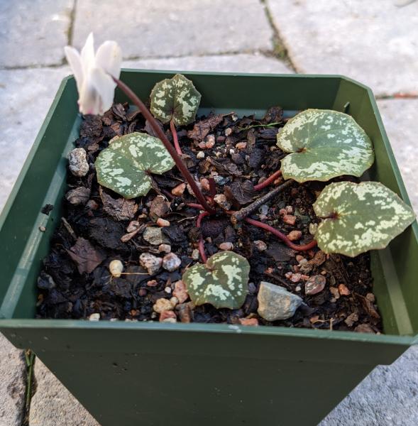 Cyclamen cyprium | North American Rock Garden Society
