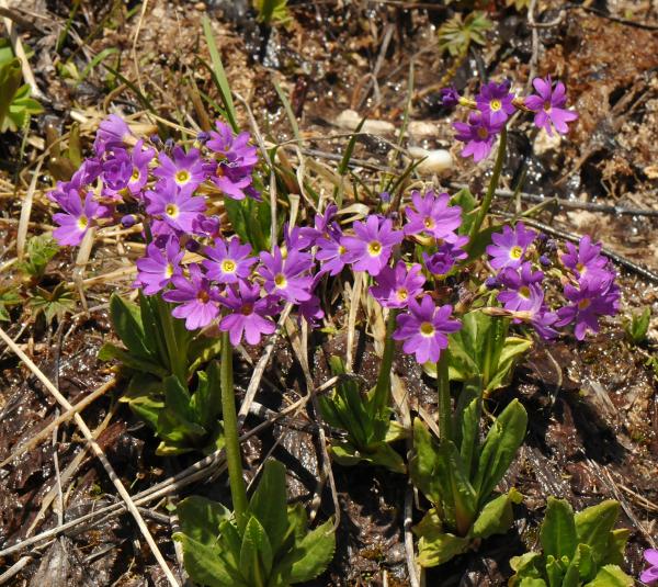 Primula auriculata | North American Rock Garden Society