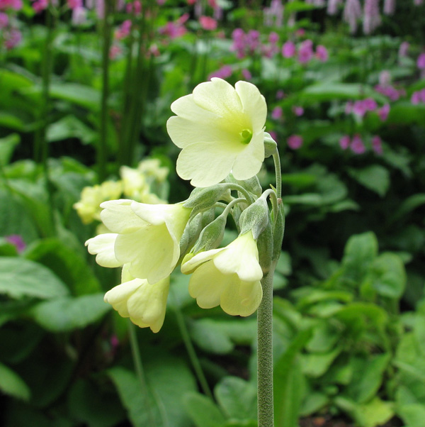 Primula sikkimensis | North American Rock Garden Society