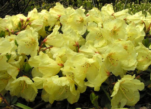 Rhododendron Wren | North American Rock Garden Society