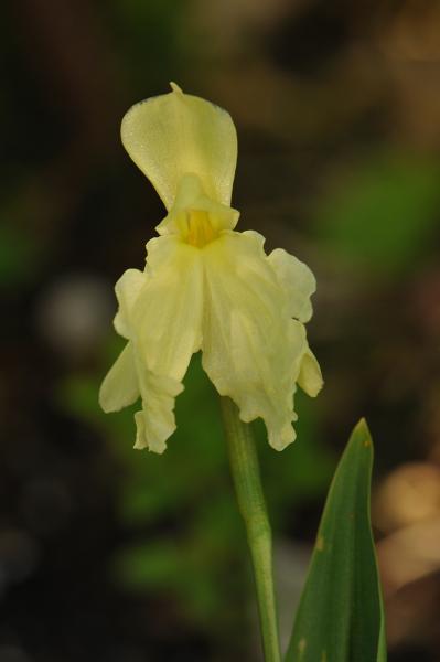 Roscoea cautleyoides | North American Rock Garden Society