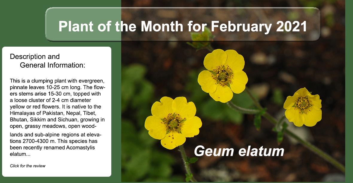 North American Rock Garden Society