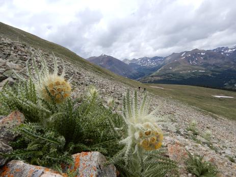 Endemic Alpines of the Southern Rockies | North American Rock Garden ...
