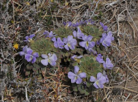 The Violets Of Northern Patagonia | North American Rock Garden Society