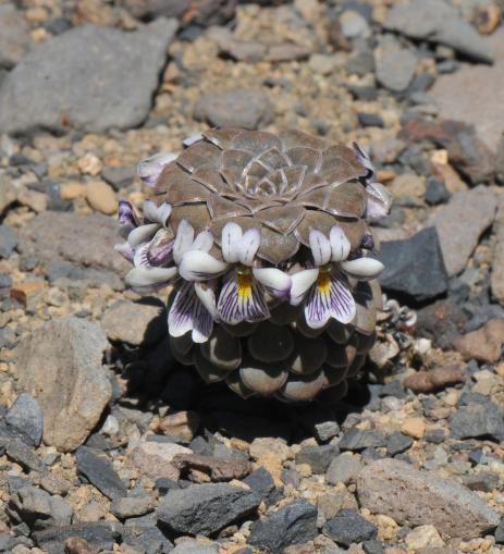 The Violets Of Northern Patagonia | North American Rock Garden Society