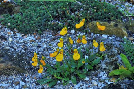 The Genus Calceolaria | North American Rock Garden Society
