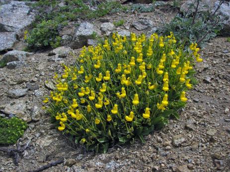 The Genus Calceolaria | North American Rock Garden Society