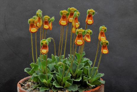 The Genus Calceolaria | North American Rock Garden Society