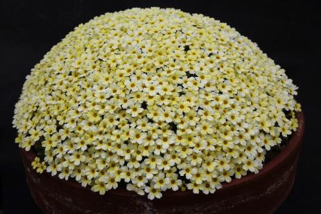 The Genus Dionysia | North American Rock Garden Society