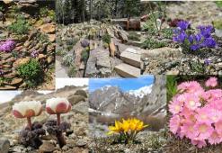 frontpage | North American Rock Garden Society
