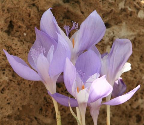 Crocus banaticus | North American Rock Garden Society