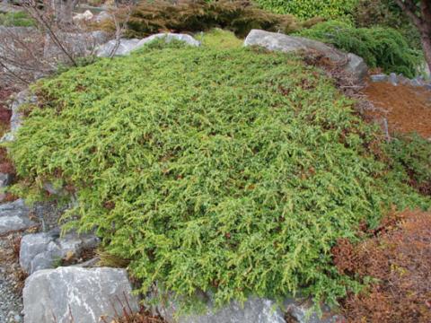 Juniperus communis var. saxatilis | North American Rock Garden Society