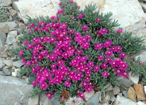 Ruschia pulvinaris | North American Rock Garden Society