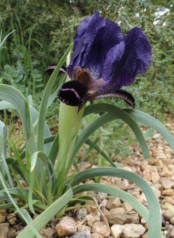 Iris paradoxa | North American Rock Garden Society