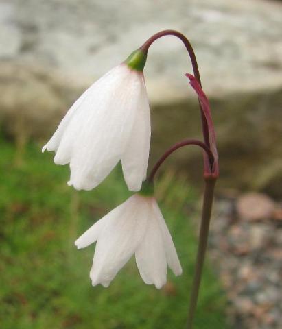 Acis autumnalis | North American Rock Garden Society