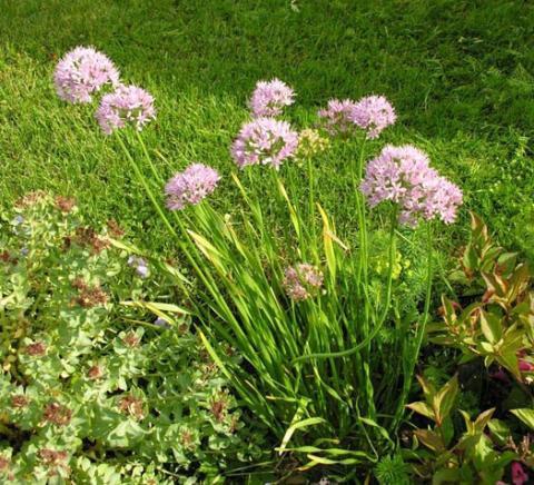 Allium senescens | North American Rock Garden Society