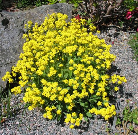 Aurinia saxatilis | North American Rock Garden Society
