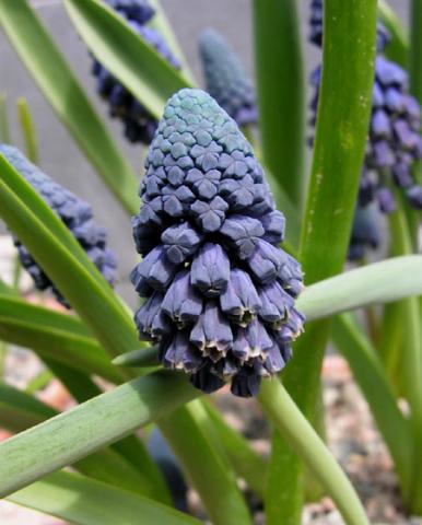 Bellevalia pycnantha | North American Rock Garden Society
