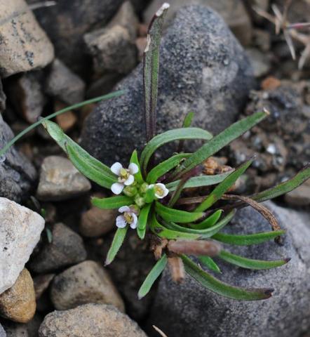 Braya fernaldii | North American Rock Garden Society