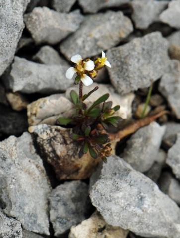 Braya humilis | North American Rock Garden Society
