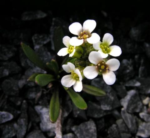 Braya longii | North American Rock Garden Society