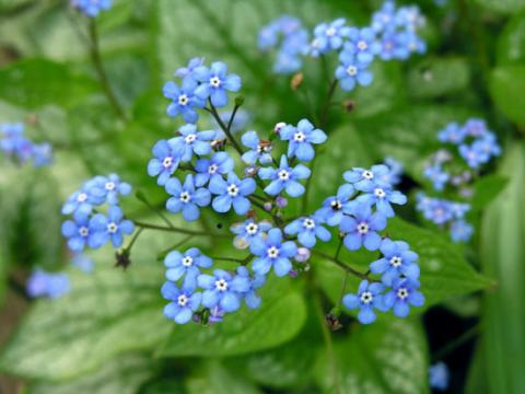 Brunnera | North American Rock Garden Society